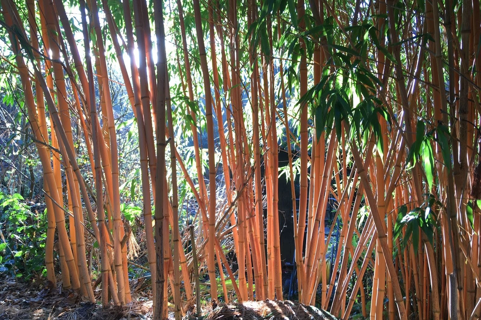 Sino-Himalayan Plants Archives - Harewood House